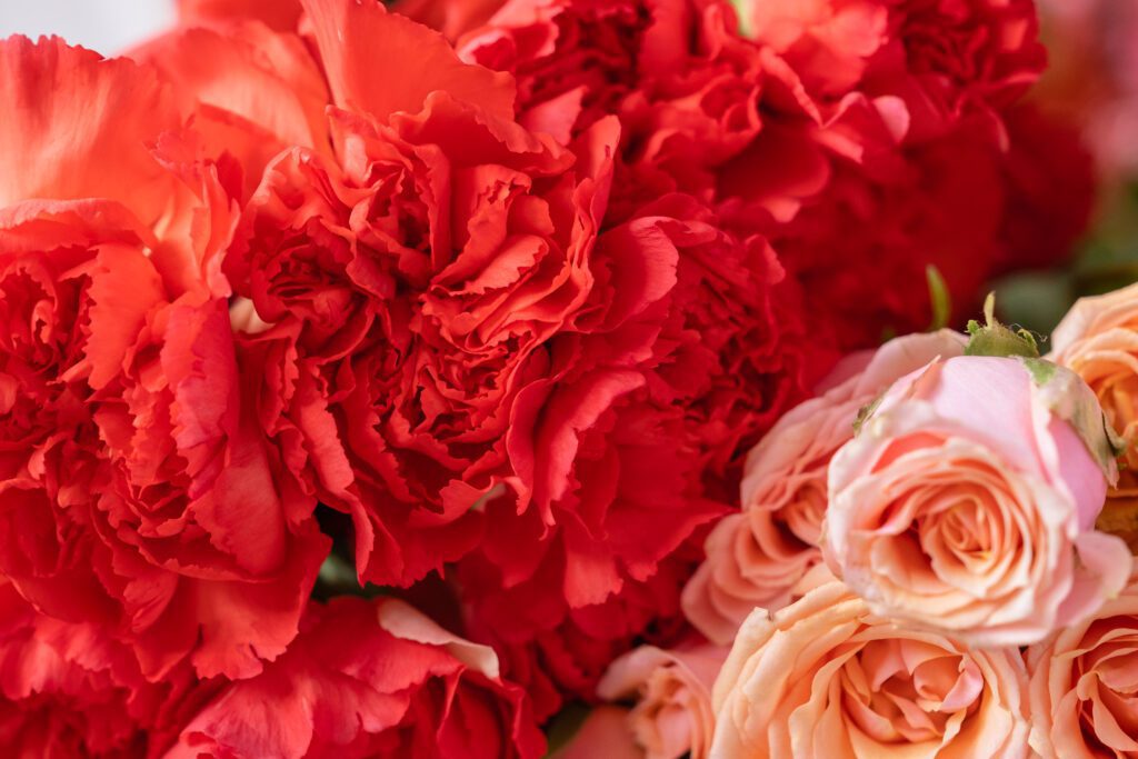 Clavel – Flowers of colombia