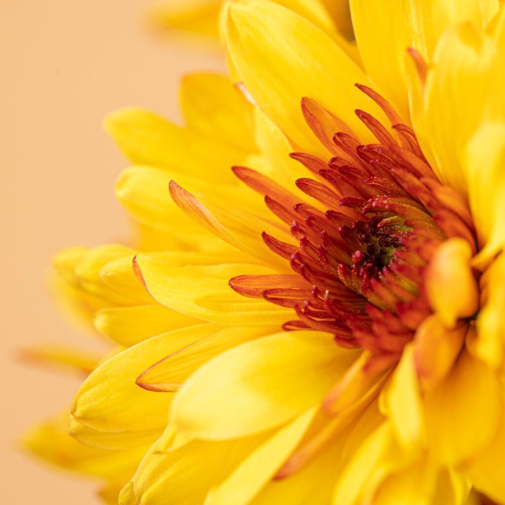 Crisantemo – Flowers of colombia