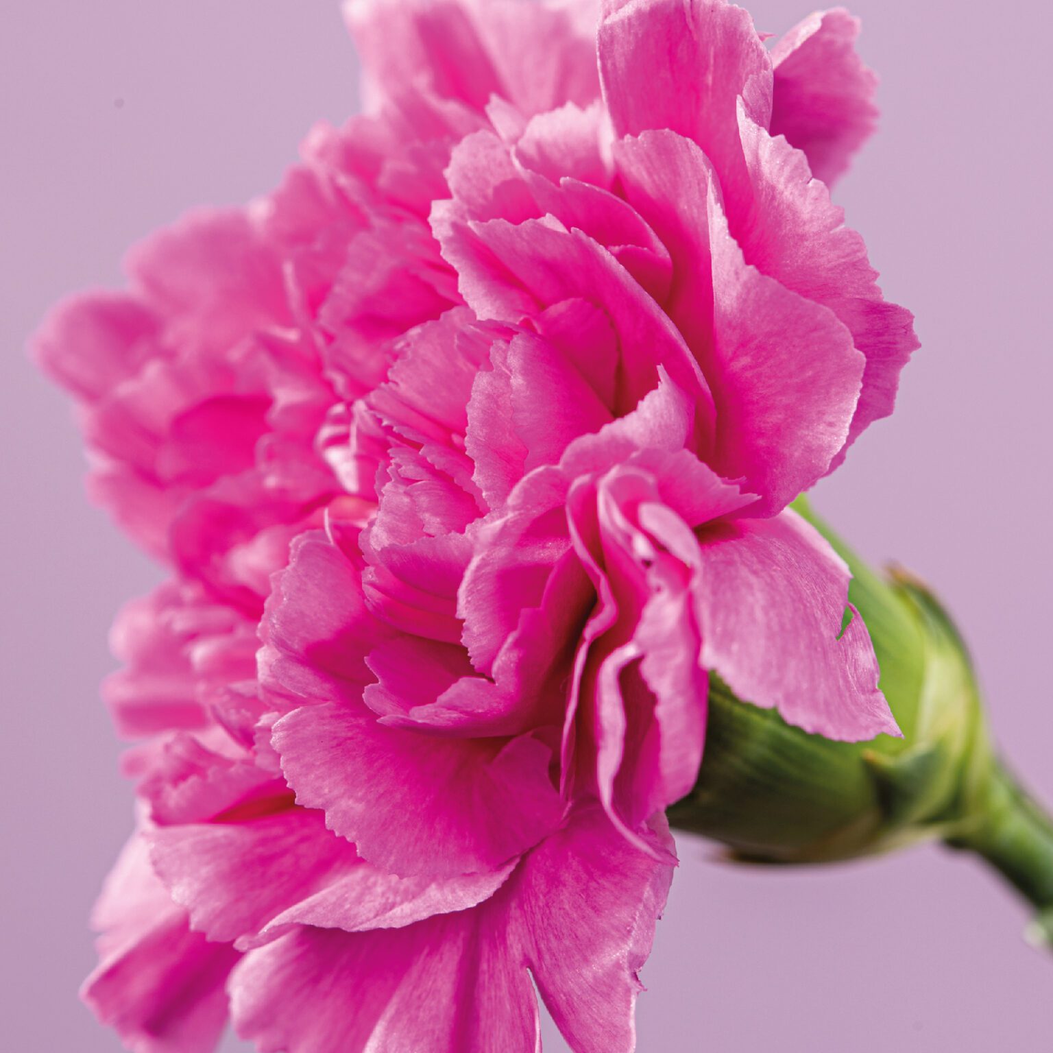 Clavel – Flowers of colombia