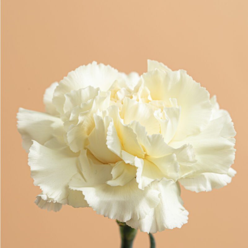 Clavel – Flowers of colombia