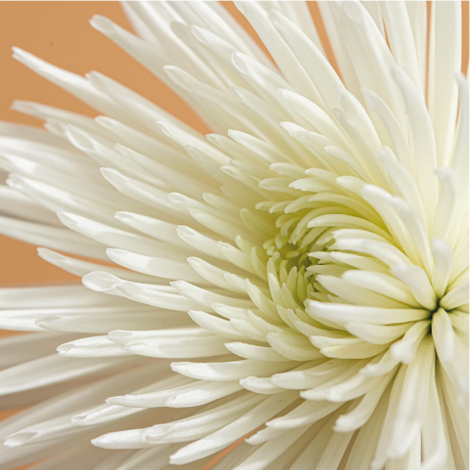 Crisantemo – Flowers of colombia