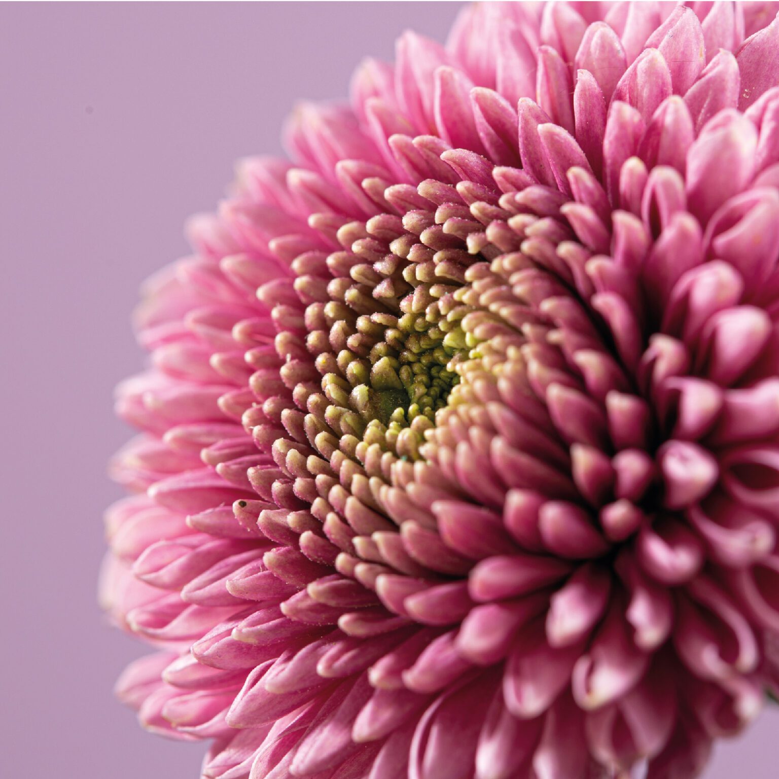 Crisantemo – Flowers of colombia