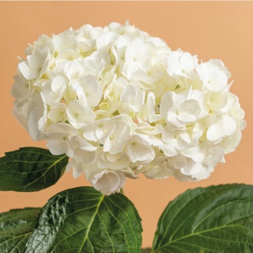 Hortensia – Flowers of colombia