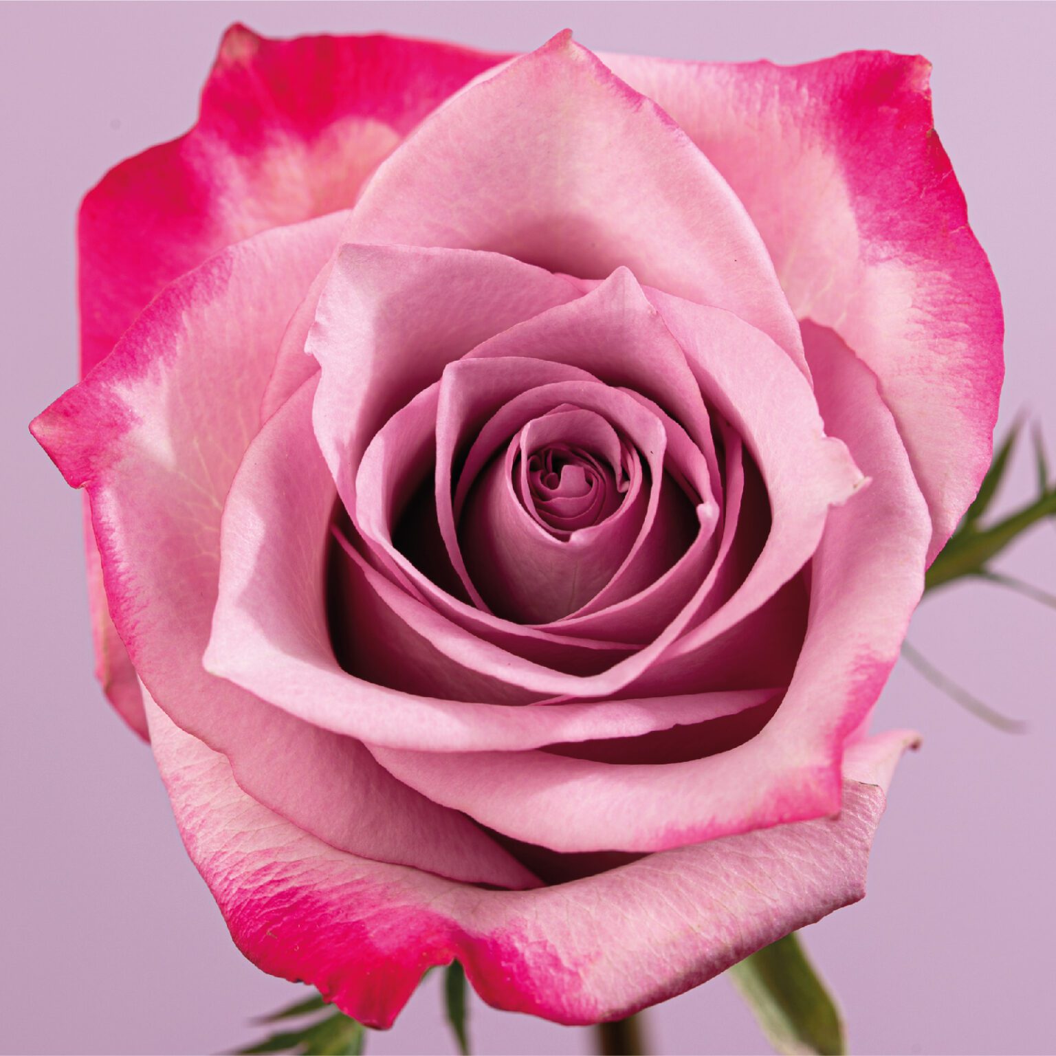 Rosas – Flowers of colombia