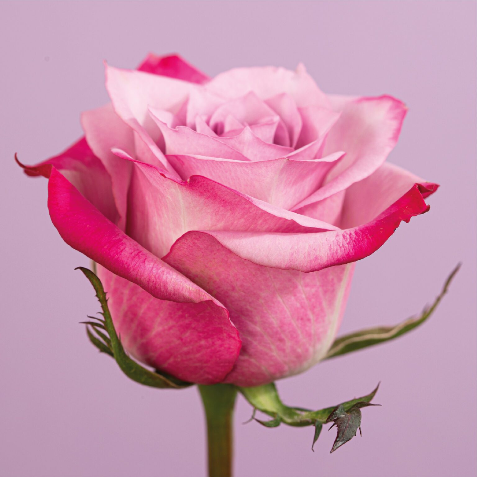 Rose – Flowers of colombia